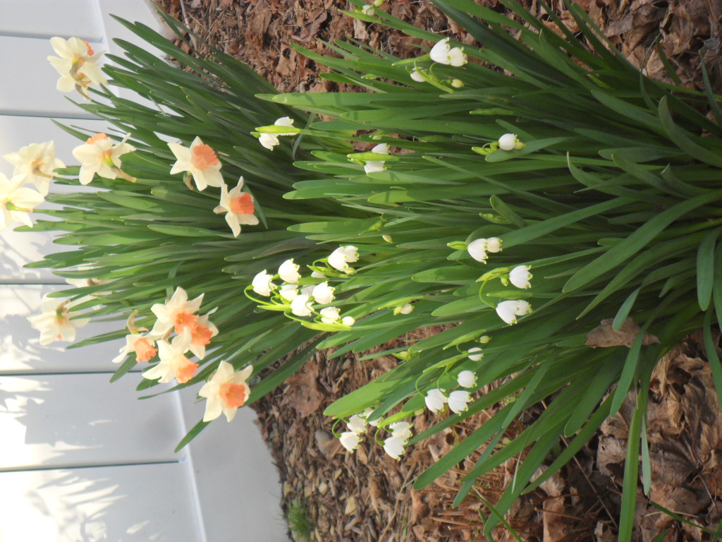 Garden Glimpses: Daffodil Daze - Alex's Asteroid Astrology | Alex's ...